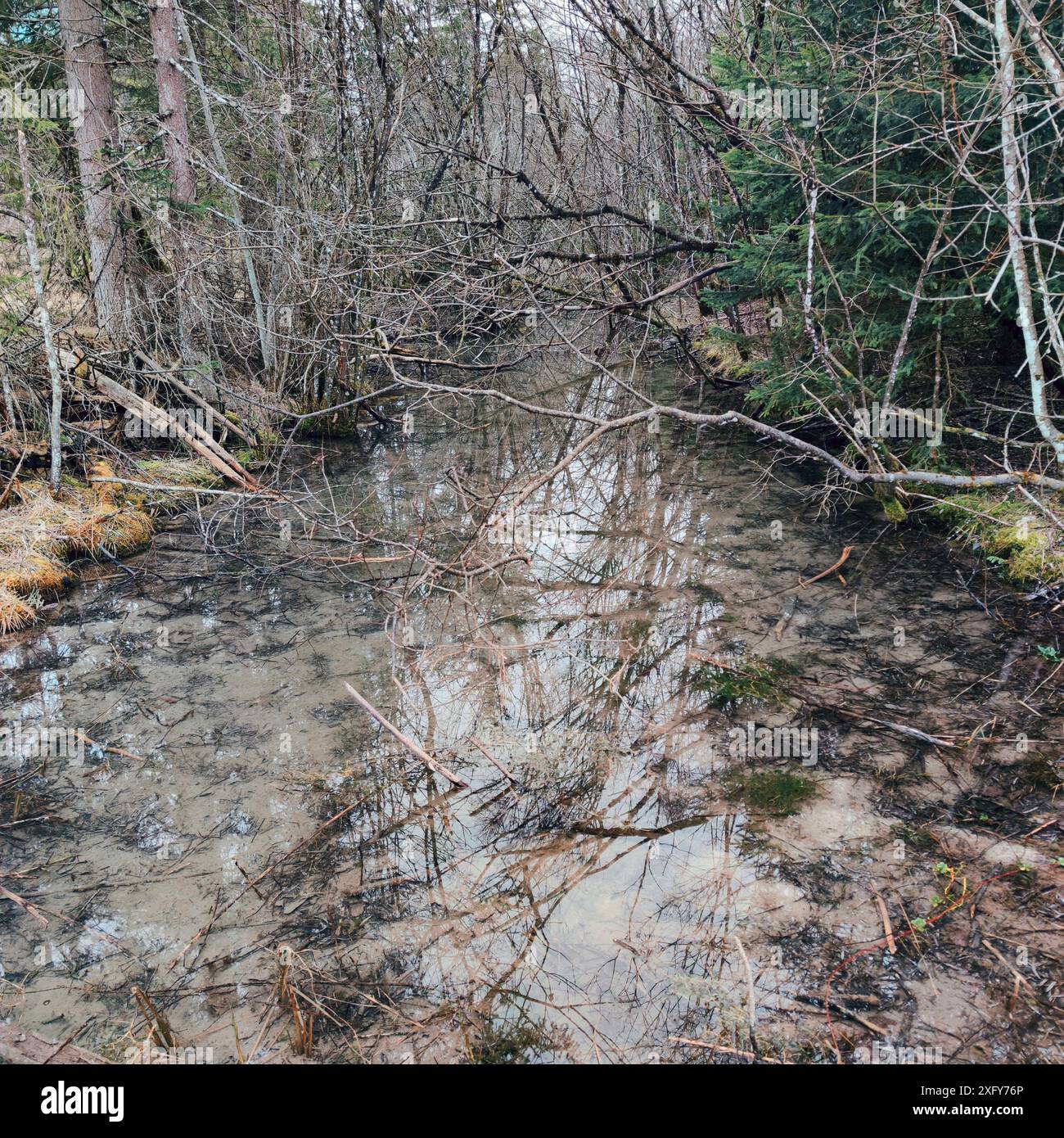 Mosquito breeding area, brackish water from floods in the Isar bed near ...