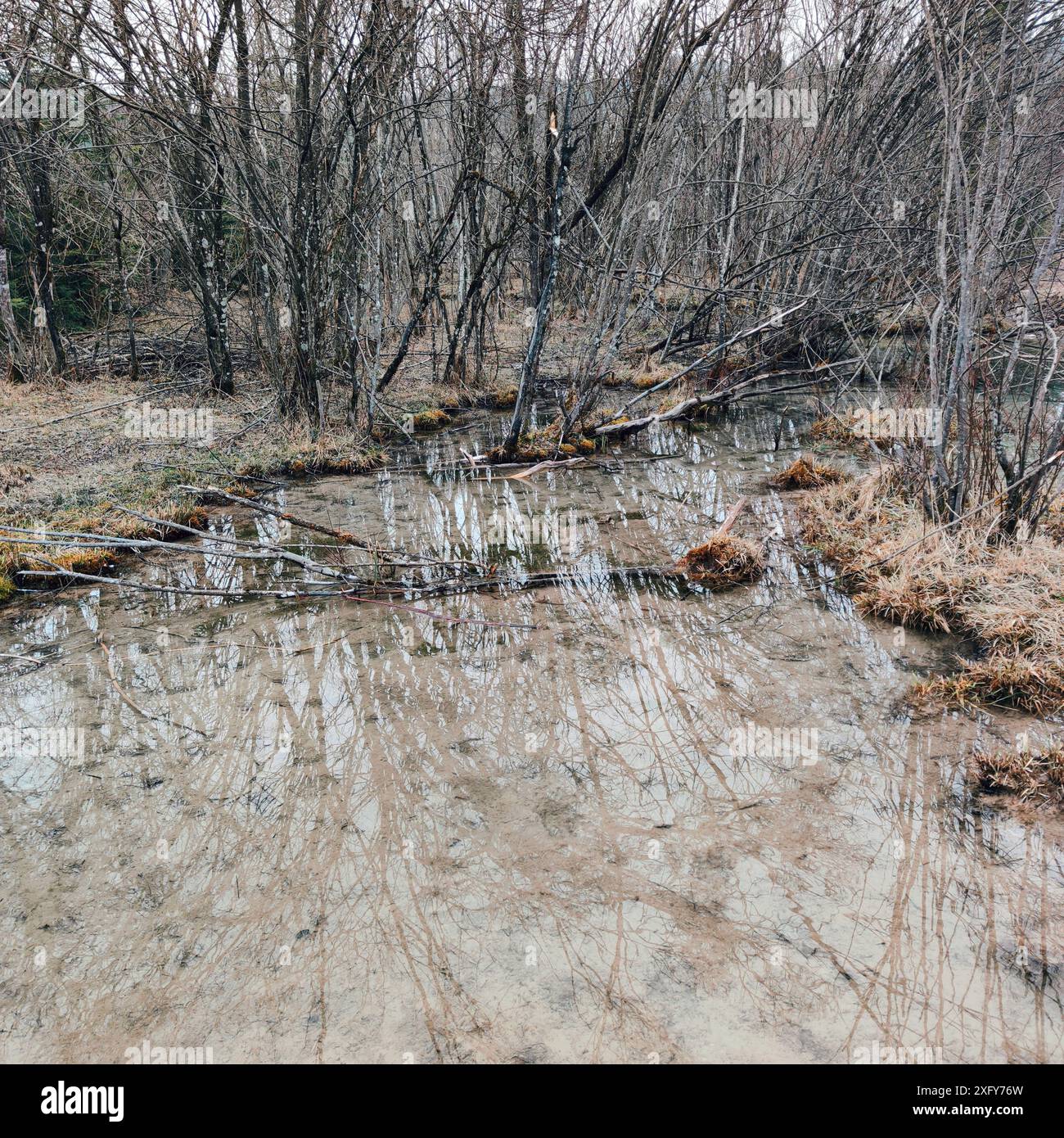 Mosquito breeding area, brackish water from floods in the Isar bed near ...