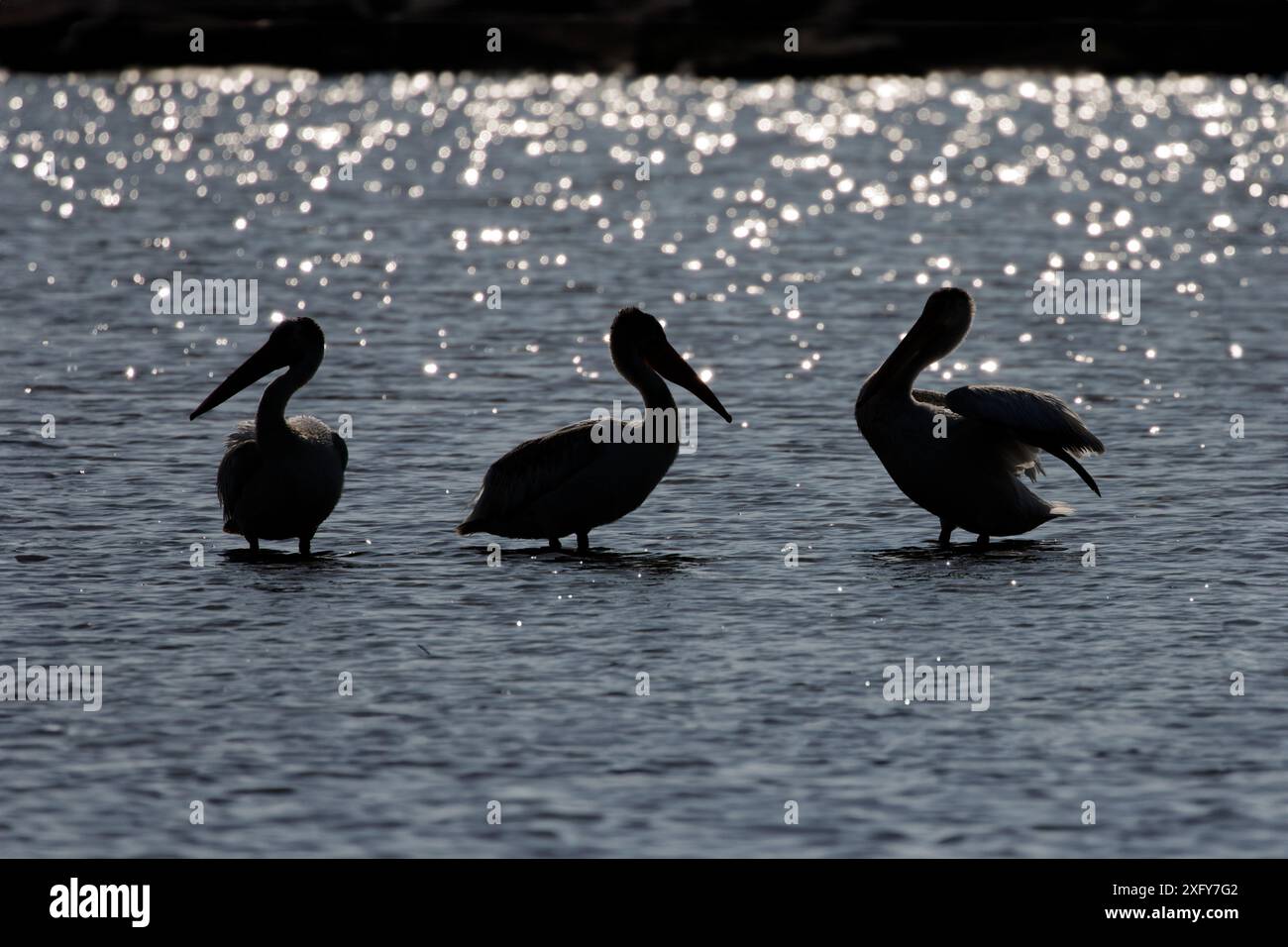 American White Pelicans (Pelecanus erythrorhynchos) . Fox river in ...