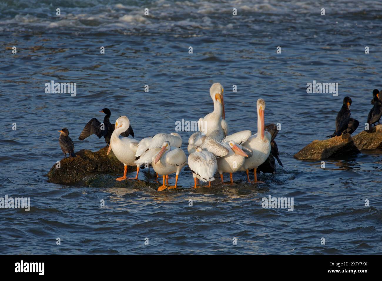 American White Pelicans (Pelecanus erythrorhynchos) . Fox river in ...