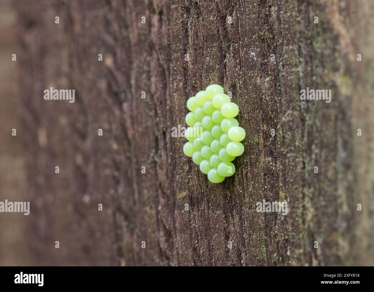 Insect eggs [ Shieldbug sp ] on wooden gate. 23 image stack Stock Photo ...