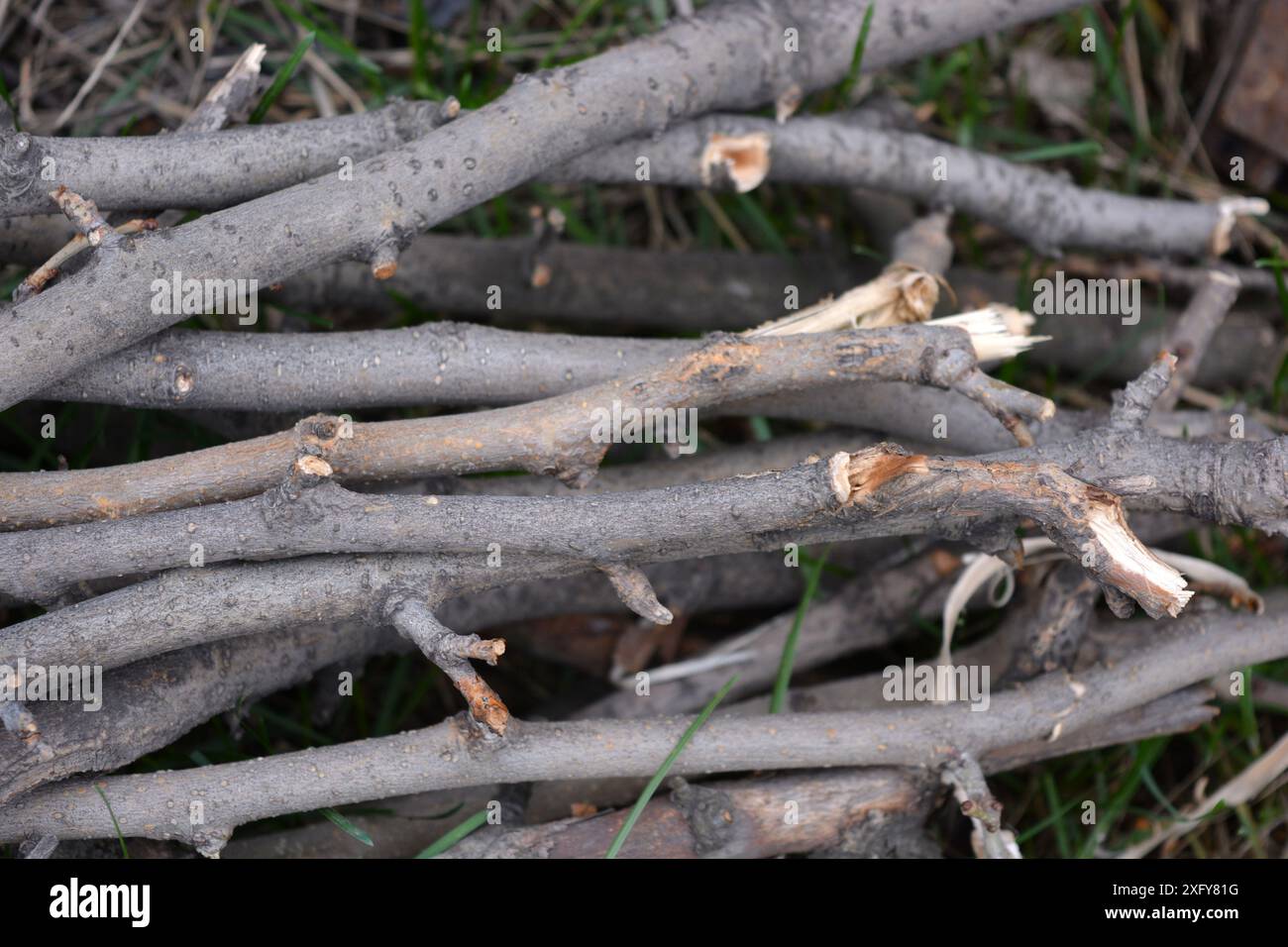 Large pile of sticks hi-res stock photography and images - Alamy