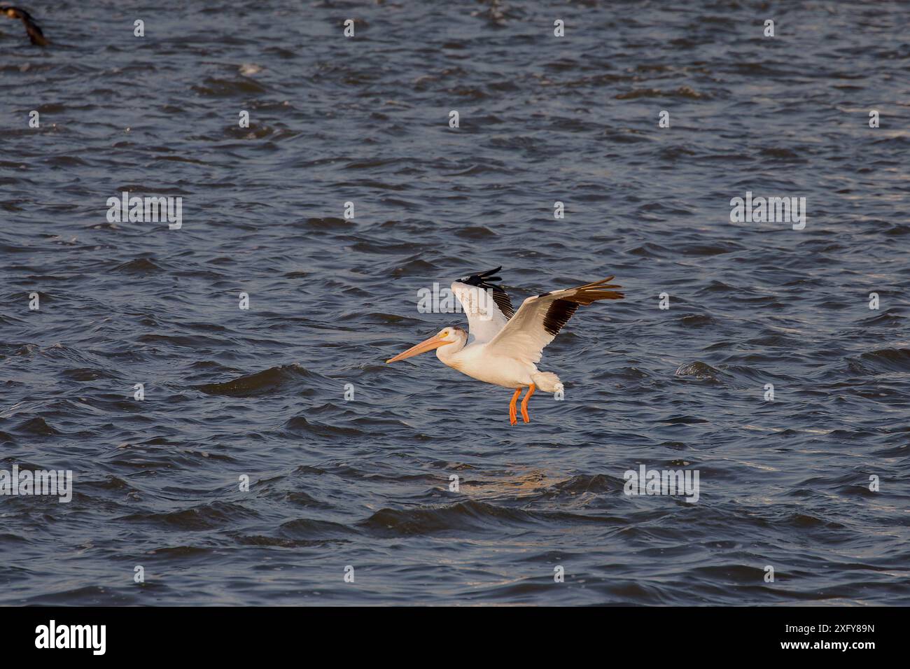 American White Pelicans (Pelecanus erythrorhynchos) . Fox river in ...