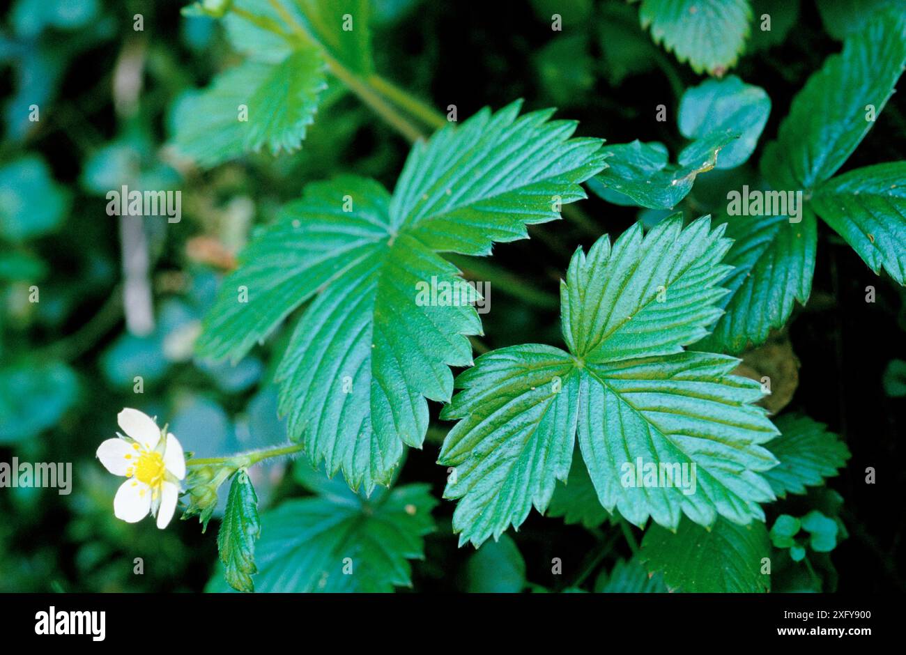 Wild Strawberry (Fragaria vesca Stock Photo - Alamy