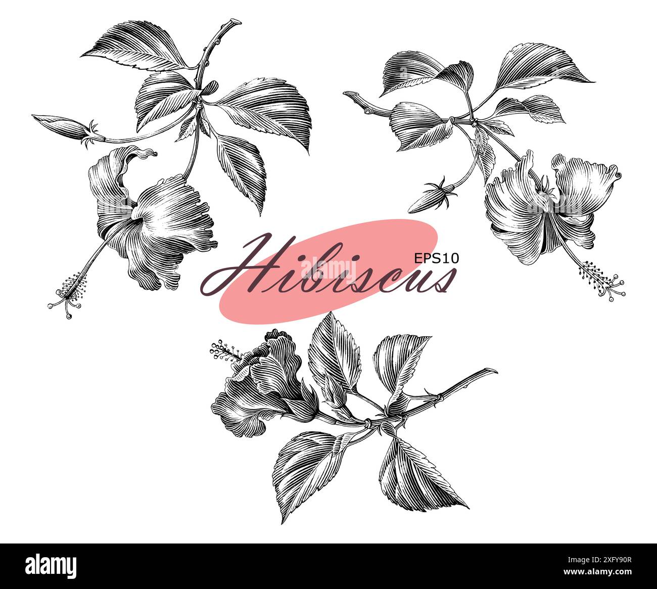 Hibiscus collection hand draw engraving style black and white clip art ...