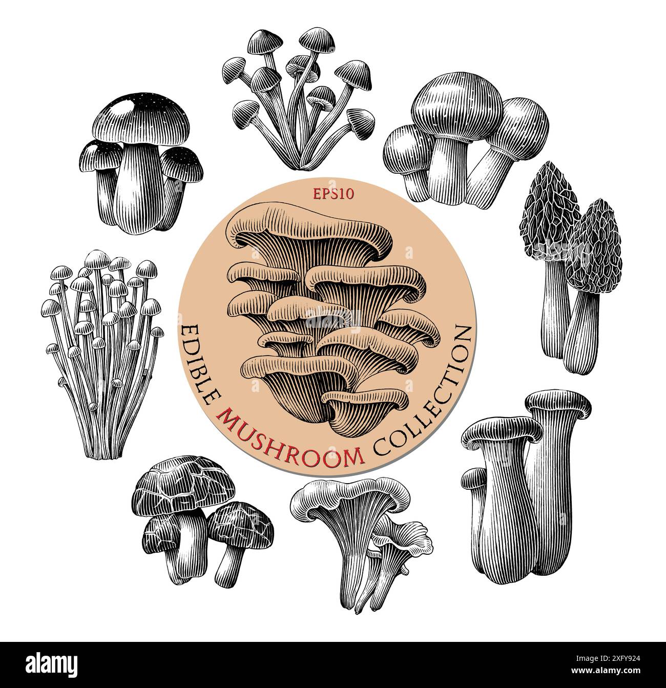 Antique engraving illustration of edible mushroom collection hand draw ...