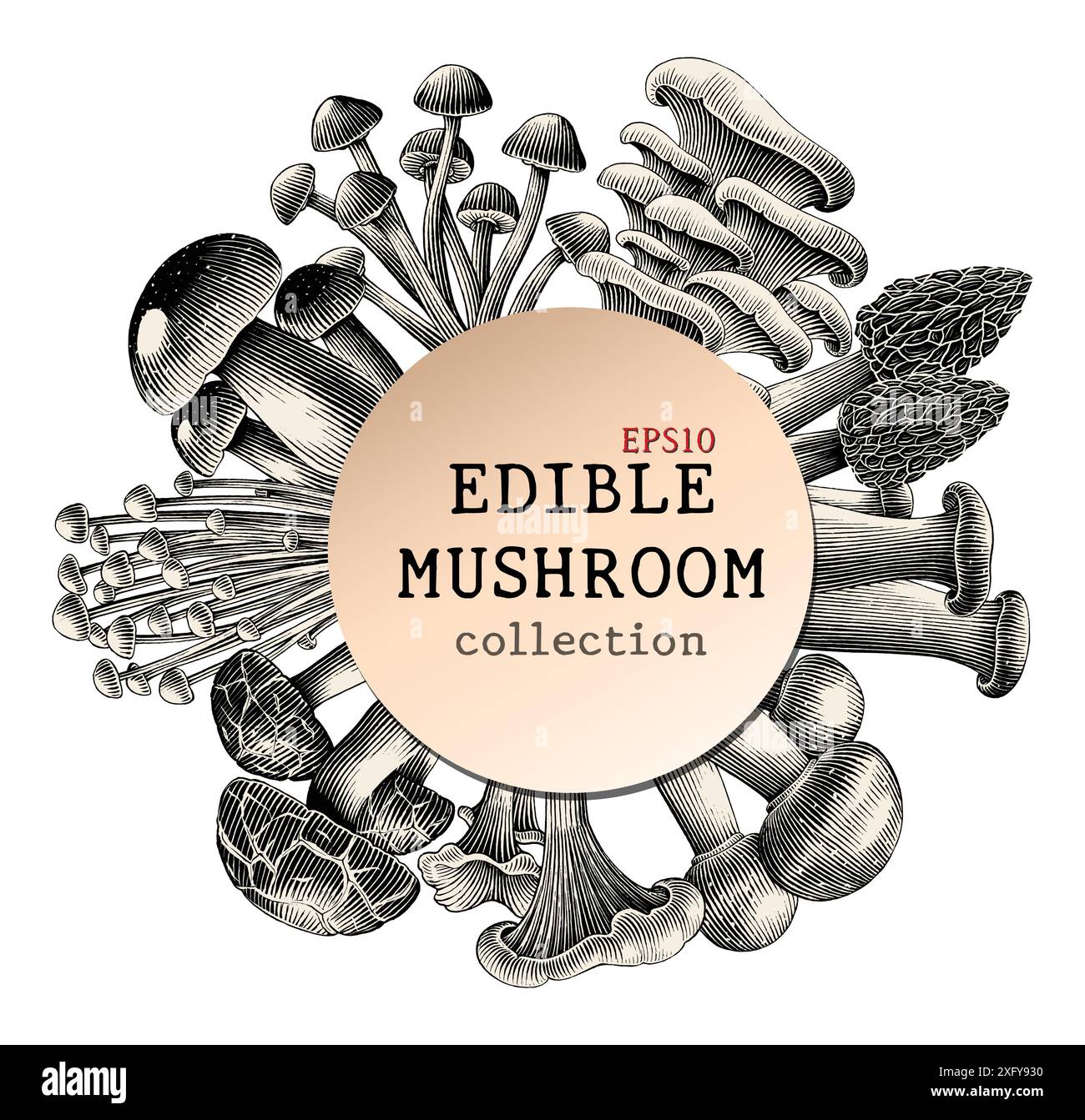 Antique engraving illustration of edible mushroom for background hand ...