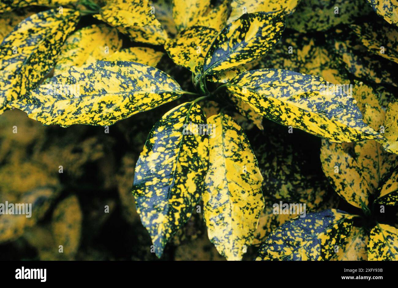 Aucuba japonica plants hi-res stock photography and images - Alamy