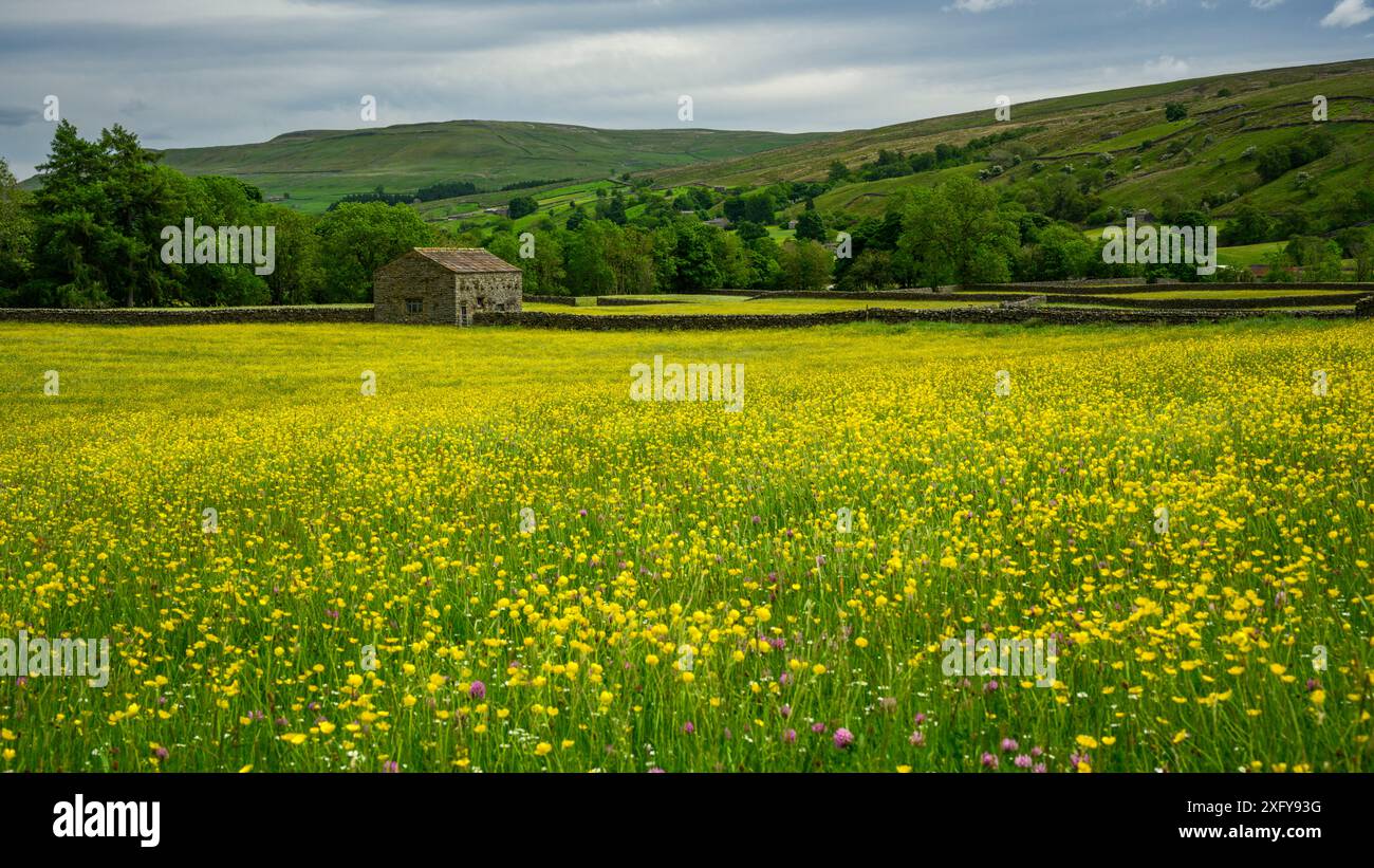 Picturesque Swaledale upland wildflower meadows (old stone barn ...