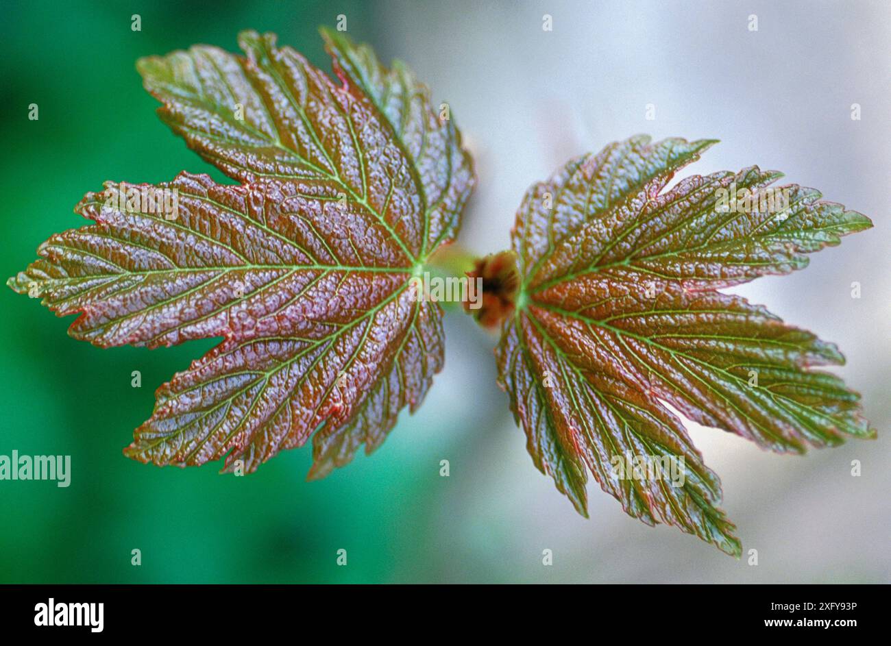 Acer pseudoplatanus leaf in hi-res stock photography and images - Alamy