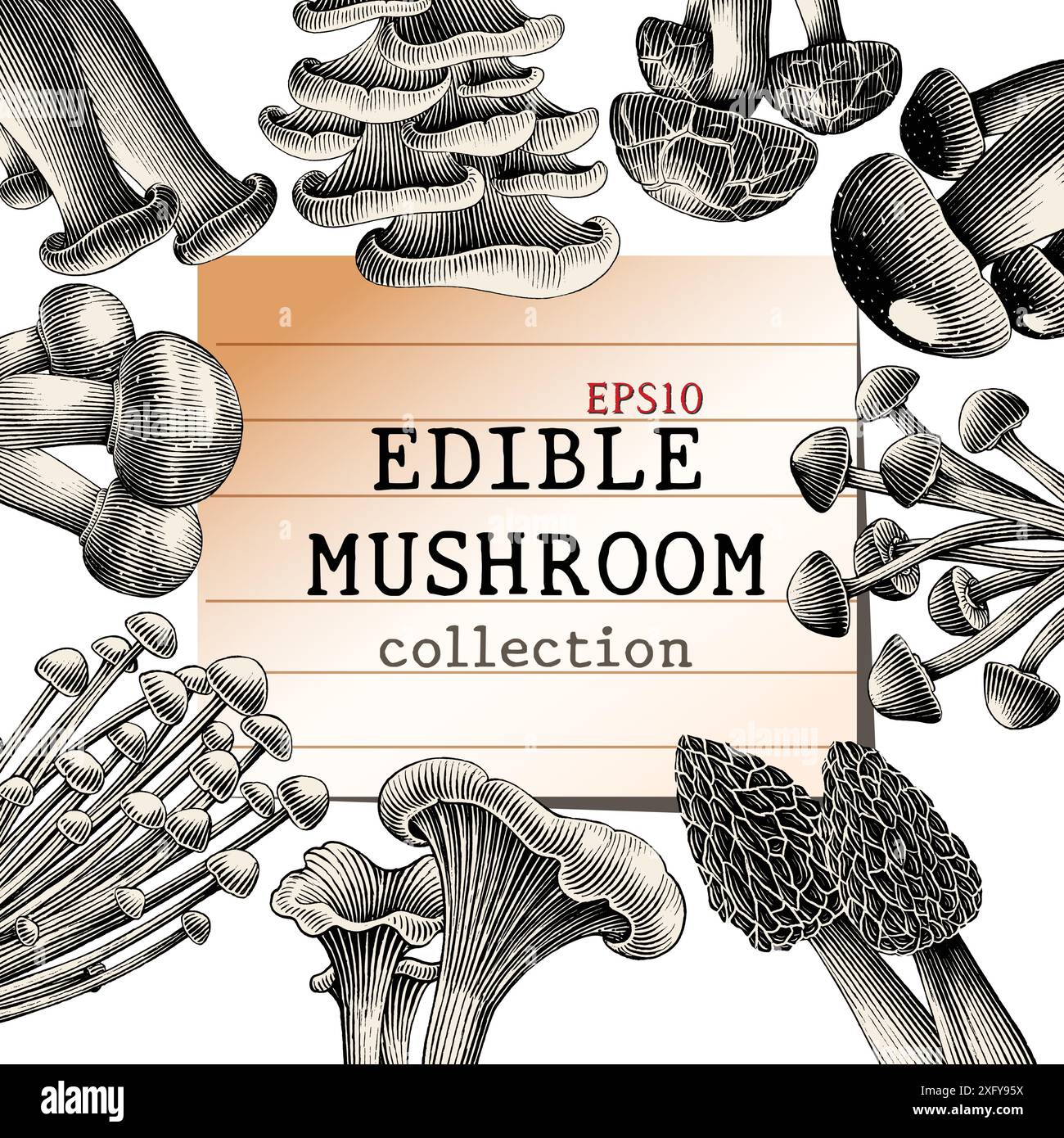 Antique engraving illustration of edible mushroom for background hand ...