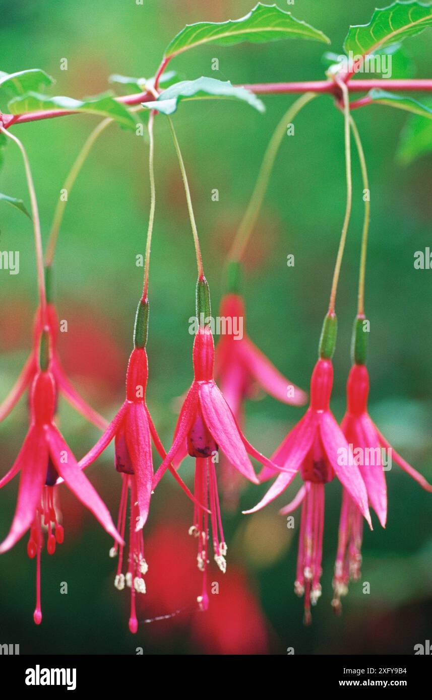 Fuchsia hang plant hi-res stock photography and images - Alamy