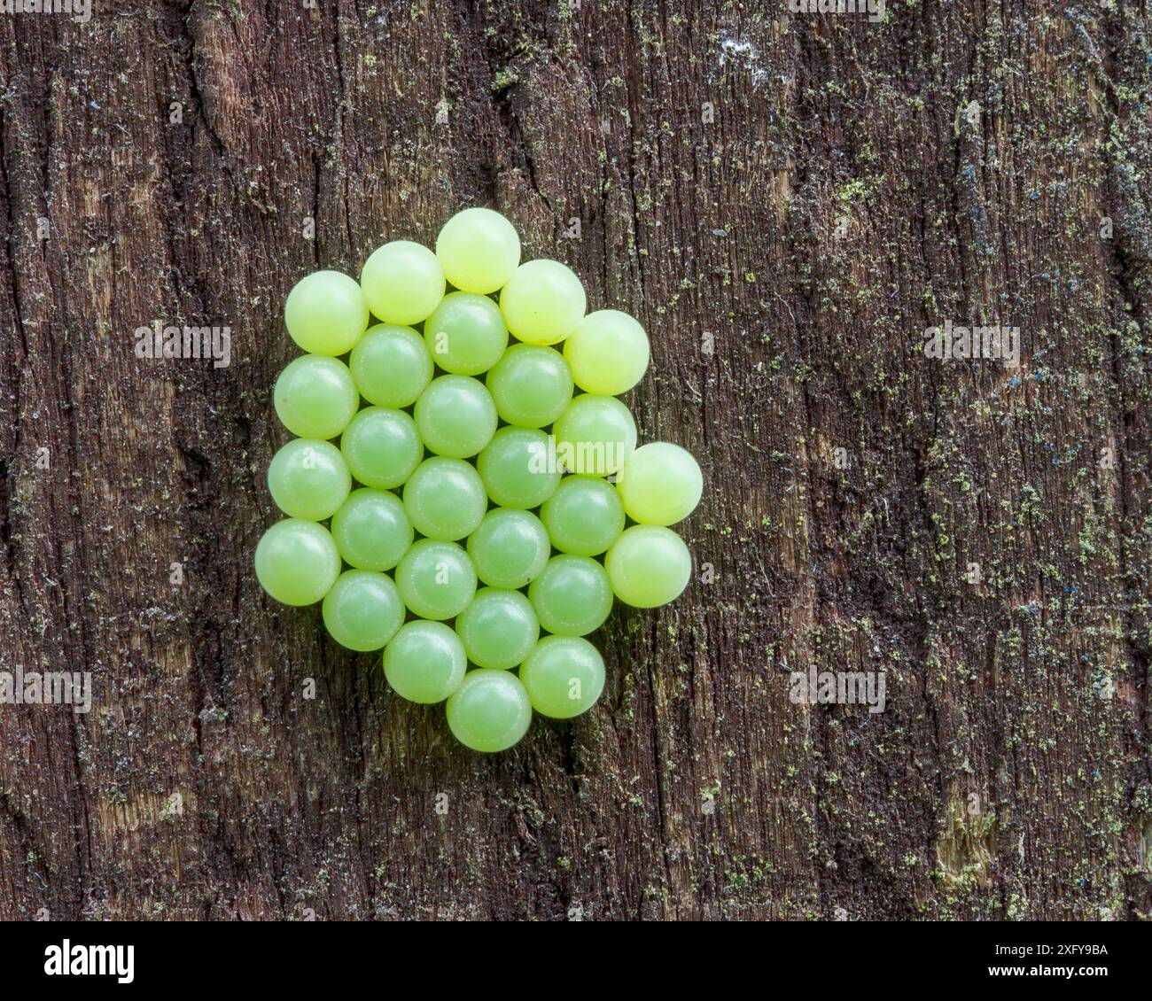 Insect eggs [ Shieldbug sp ] on wooden gate. multi image stack Stock ...