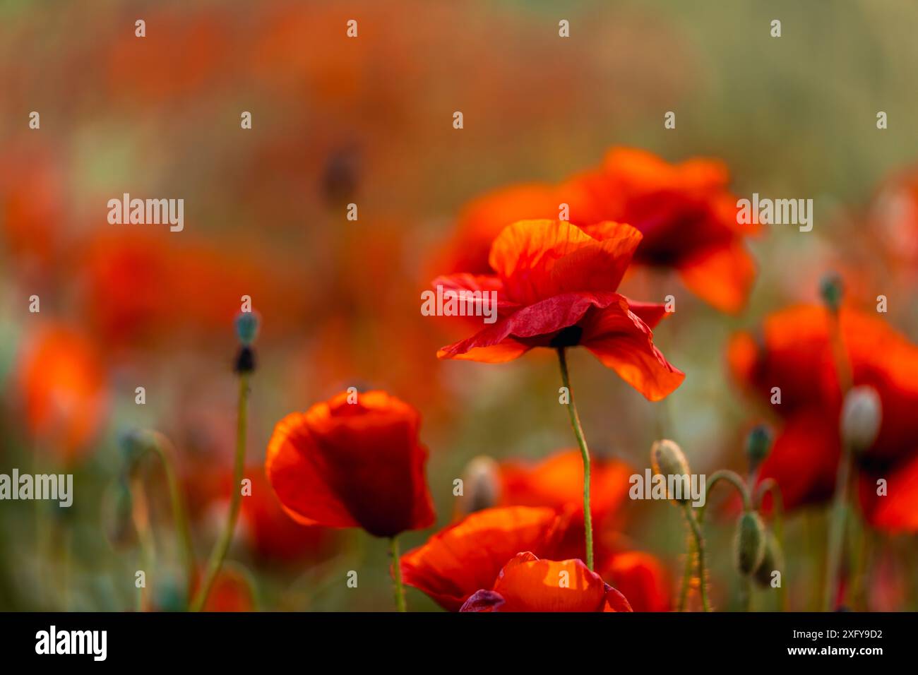 Red poppy field sunset hi-res stock photography and images - Alamy