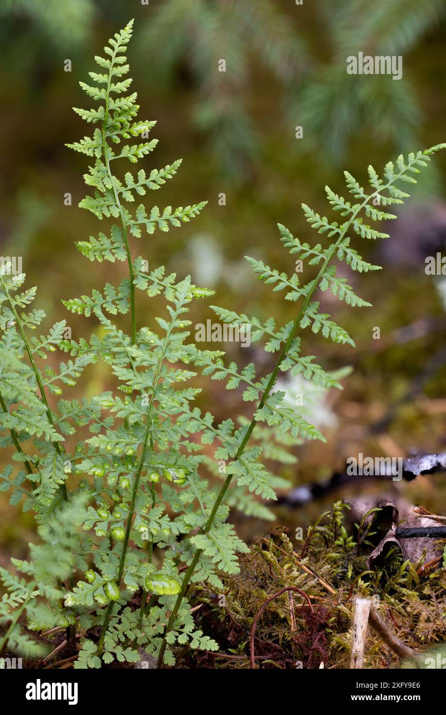 Fragile ferns hi-res stock photography and images - Alamy