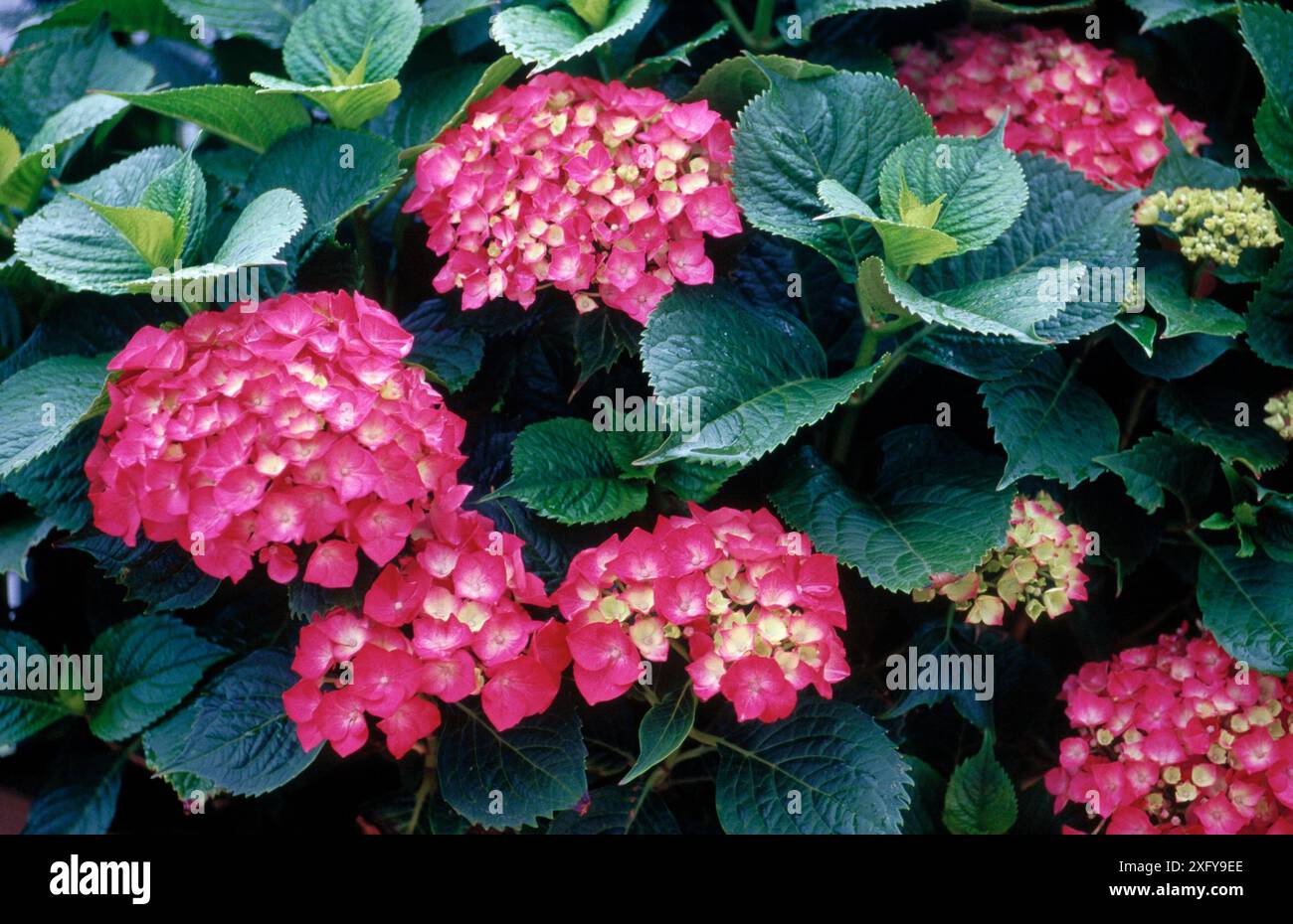 Bigleaf Hydrangea (Hydrangea macrophylla Stock Photo - Alamy