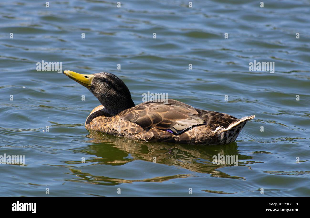 brown duck with yellow beak and orange feet floating on rippled water ...