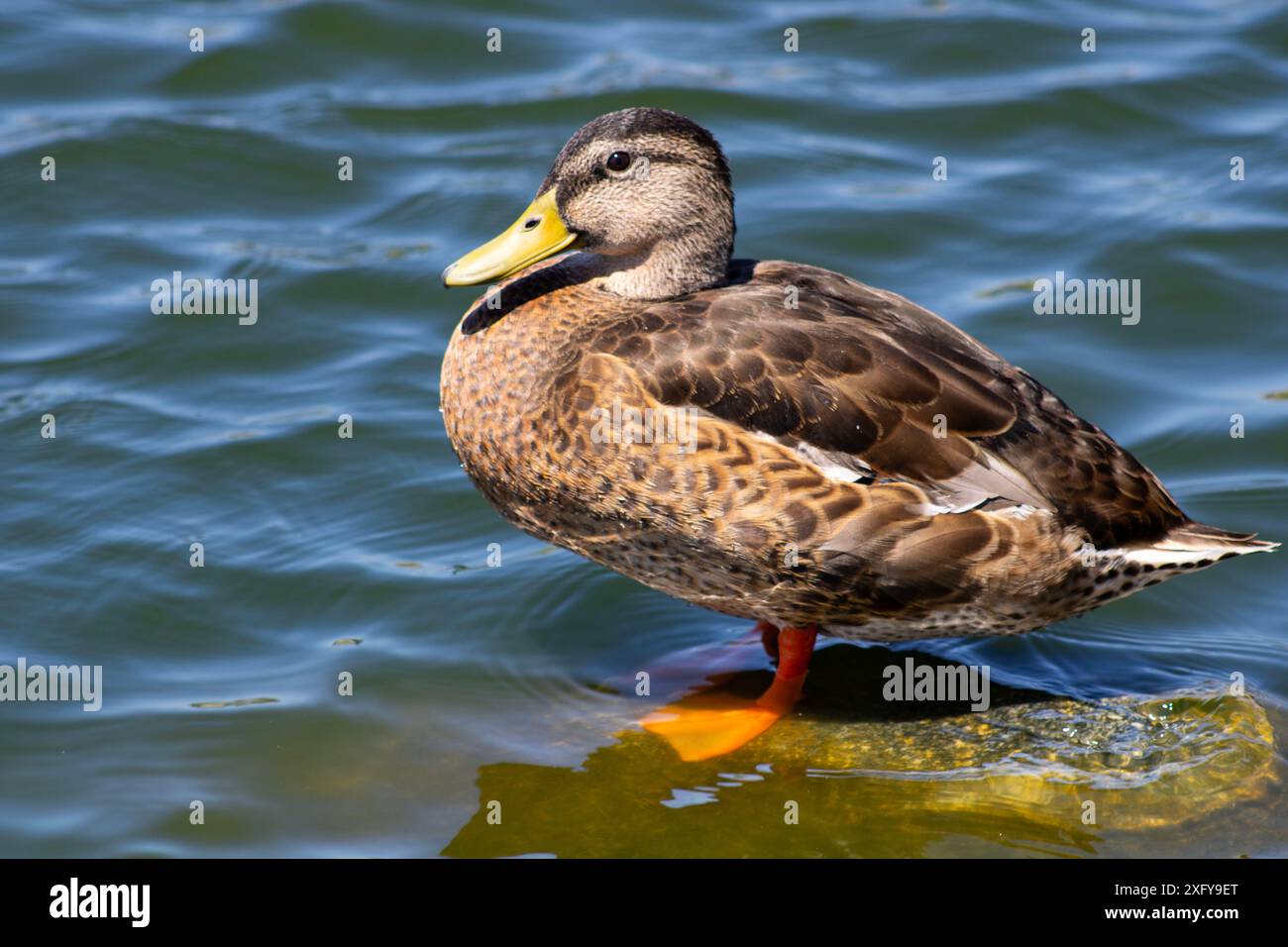 brown duck with yellow beak and orange feet floating on rippled water ...