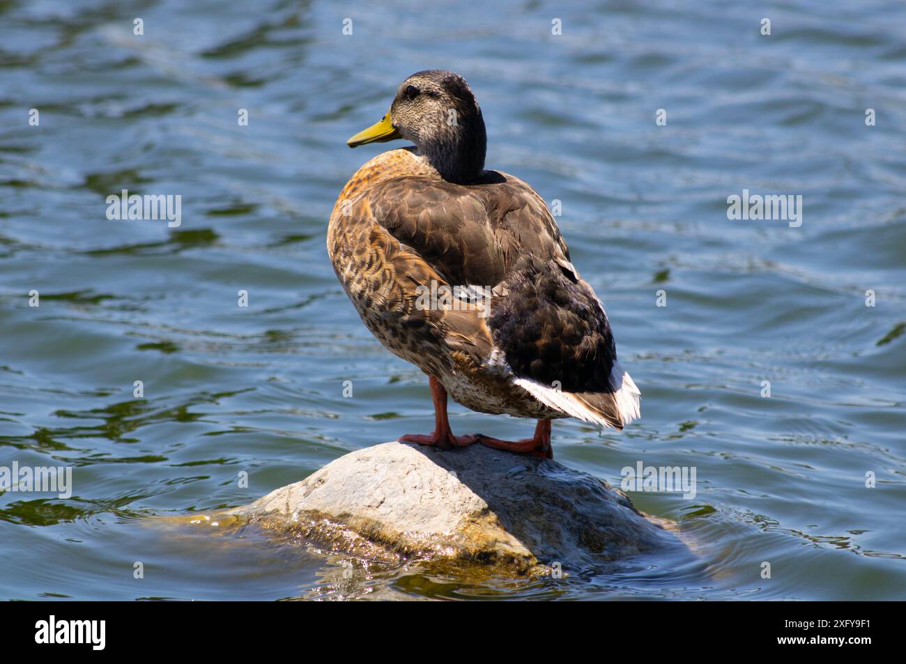 brown duck with yellow beak and orange feet floating on rippled water ...