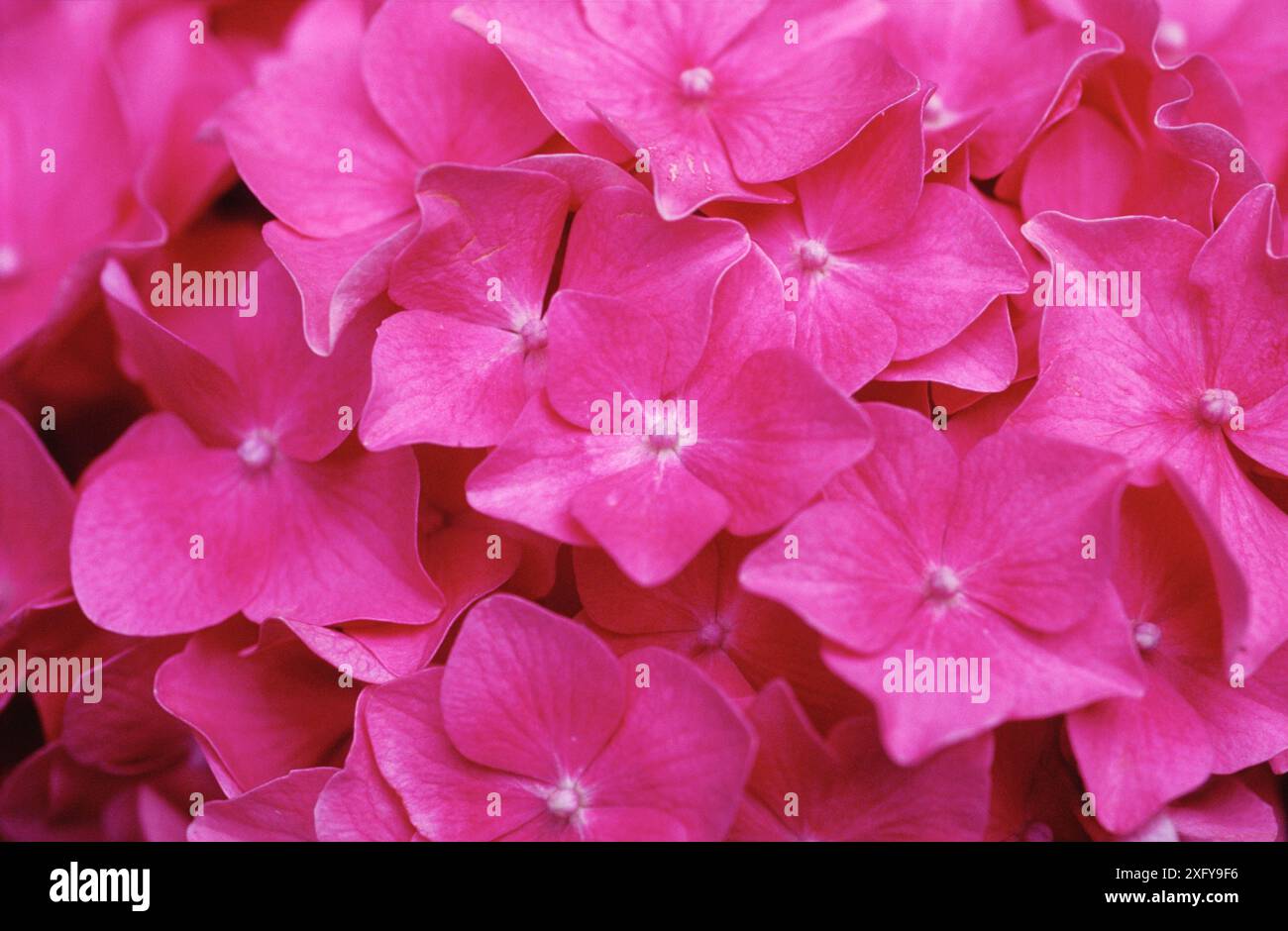 Close up smooth hydrangea hi-res stock photography and images - Alamy