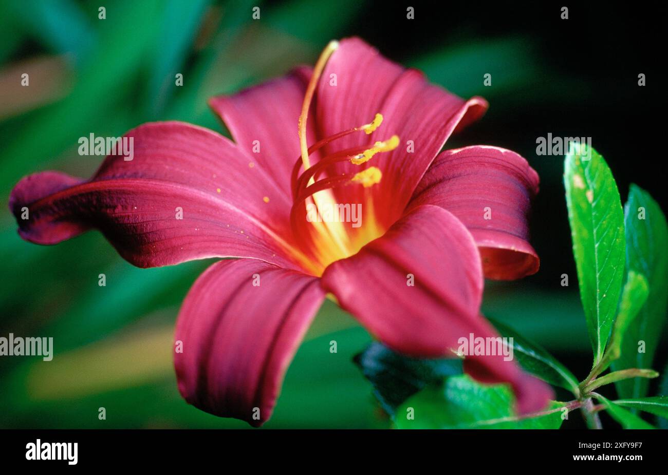Lilies lilium sp hi-res stock photography and images - Alamy