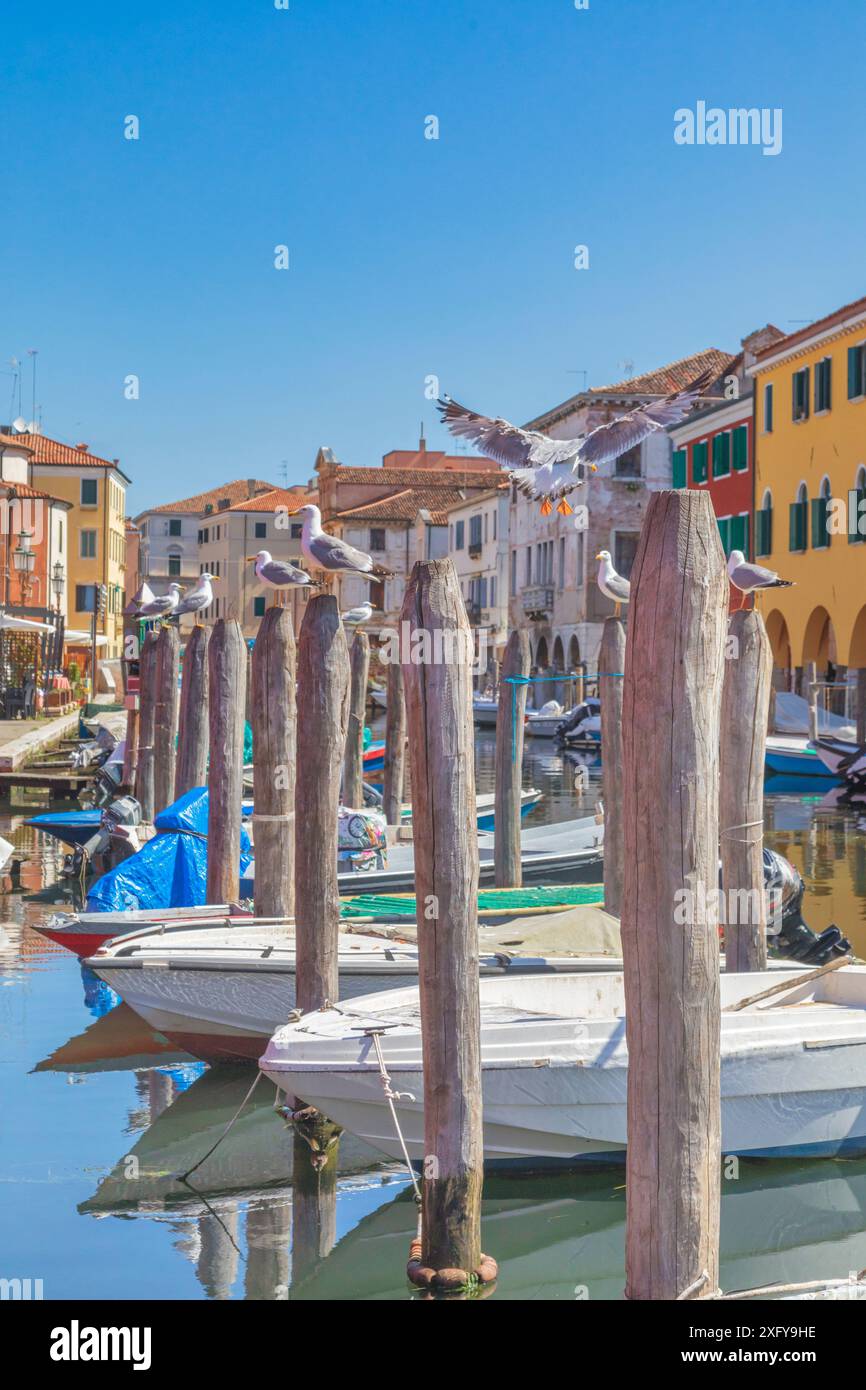 The Canal Vena with moored boats and many seagulls perched on poles ...