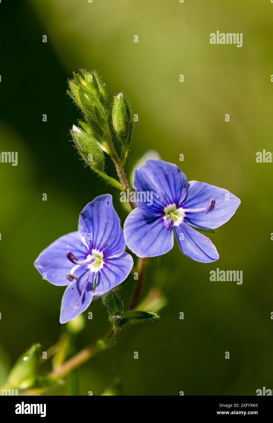 Birds eye flower hi-res stock photography and images - Alamy