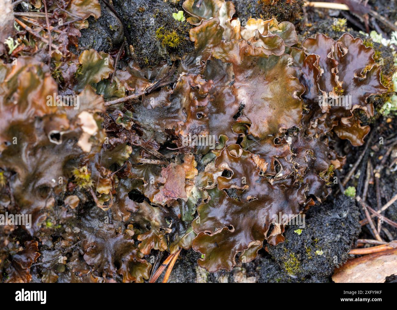 Brown lichen hi-res stock photography and images - Alamy