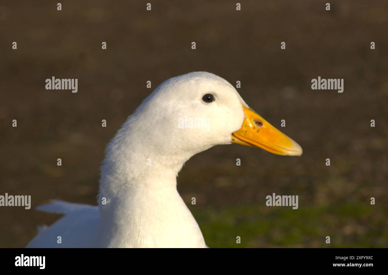 close up portrait of white duck face with yellow beak Stock Photo - Alamy close up portrait of white duck face with yellow beak Stock Photo - Alamy