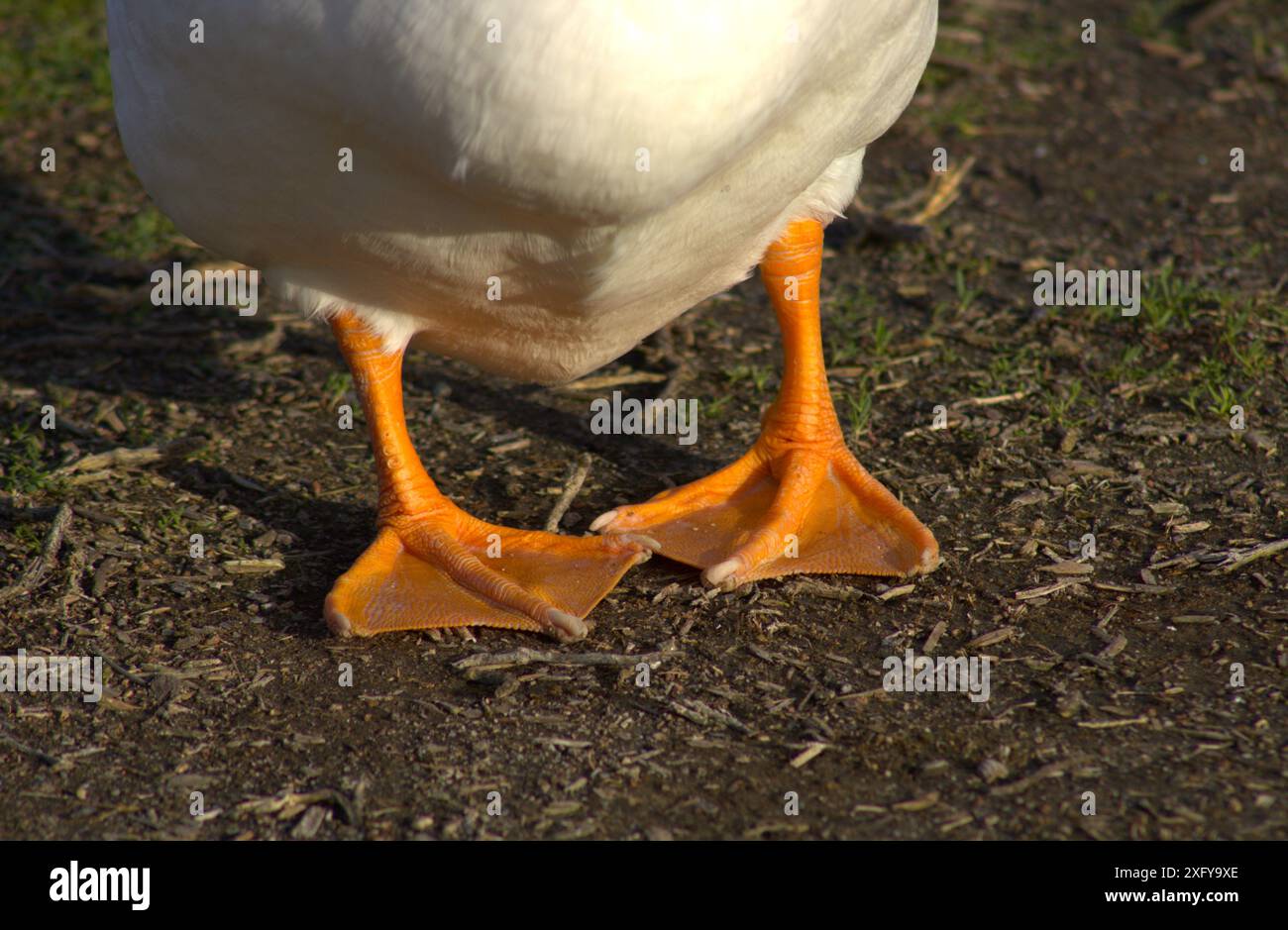 Extremely close up detailed background hi-res stock photography and ...