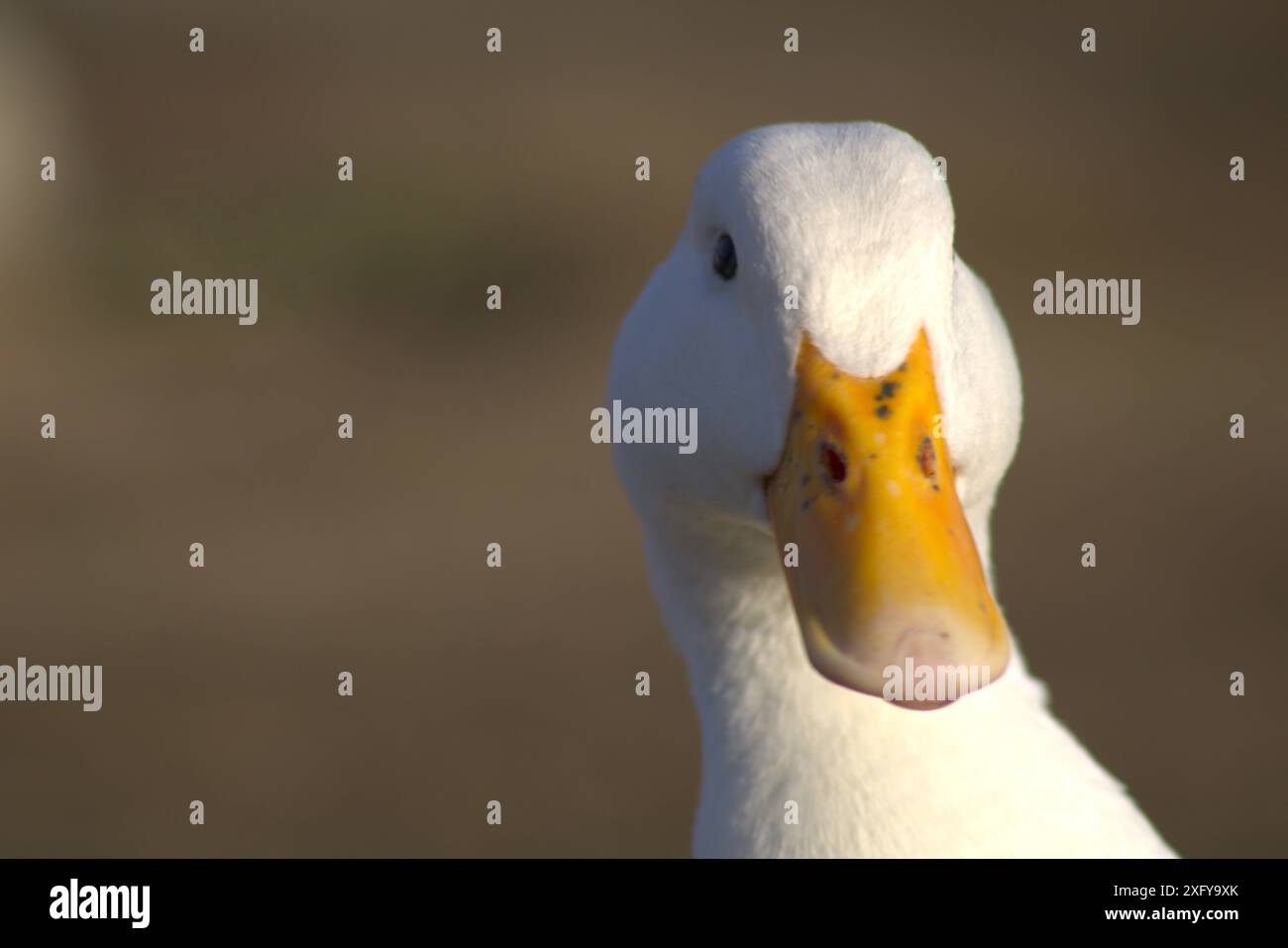 close up portrait of white duck face with yellow beak Stock Photo - Alamy close up portrait of white duck face with yellow beak Stock Photo - Alamy