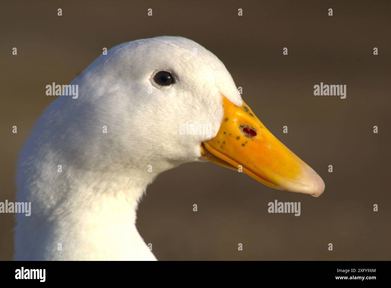 white duck side profile with yellow beak Stock Photo - Alamy