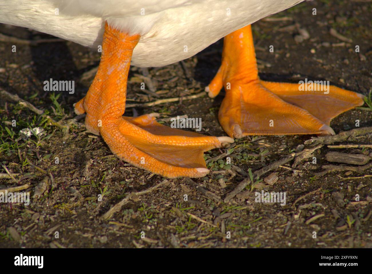 Extremely close up detailed background hi-res stock photography and images - Alamy