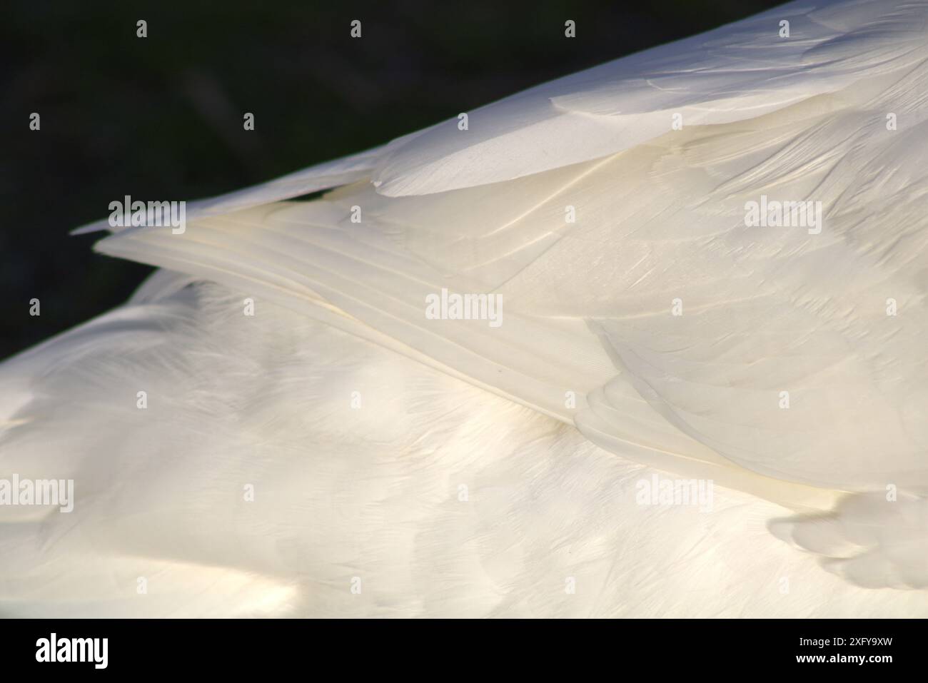 Soft feathers of duck hi-res stock photography and images - Alamy
