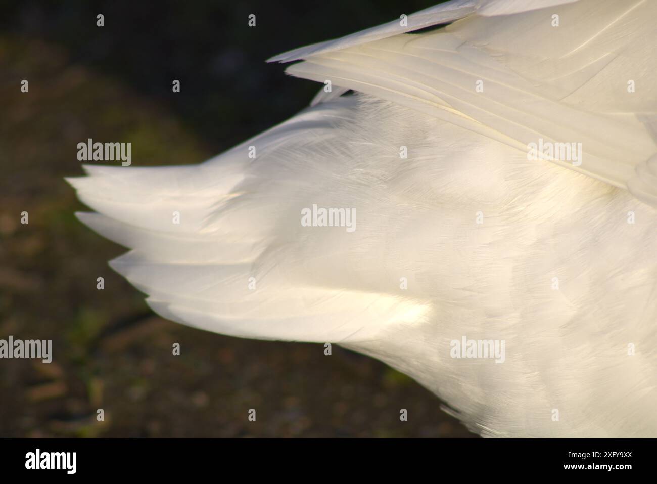 Elegant white feathers hi-res stock photography and images - Alamy