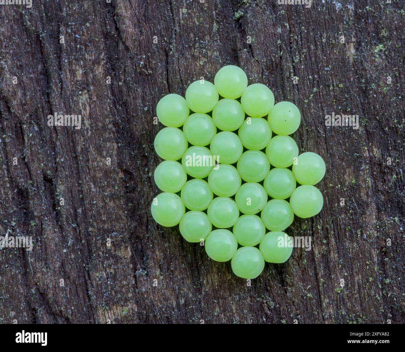 Insect eggs [ Shieldbug sp ] on wooden gate. multi image stack Stock ...