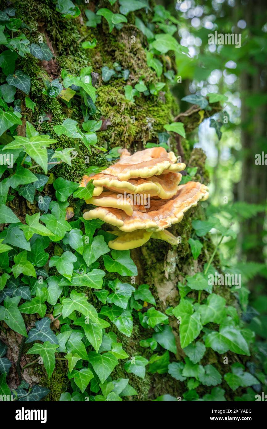 Common sulfur polyp (Laetiporus sulphureus) and climbing ivy leaves on ...