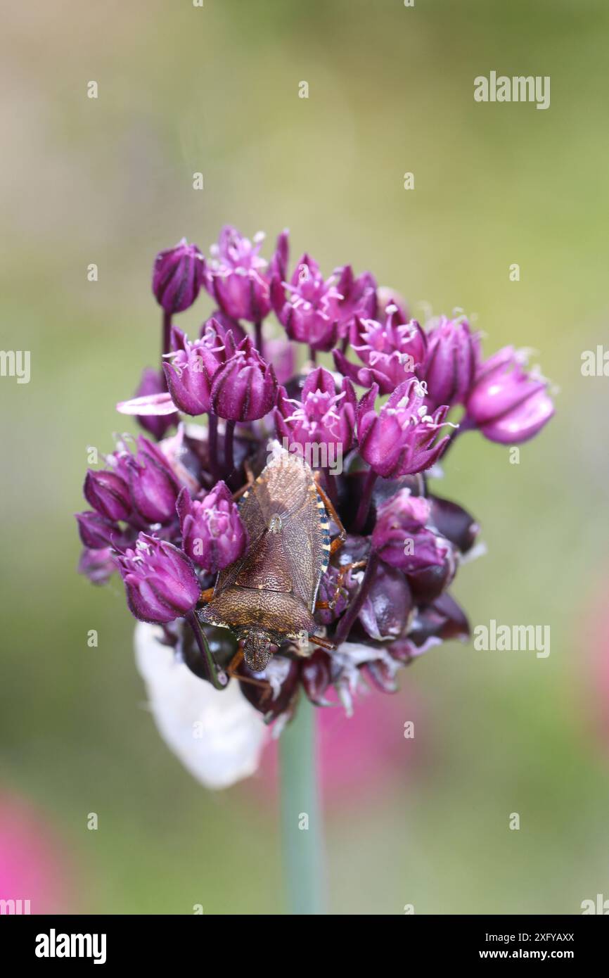 Cherry stink bug hi-res stock photography and images - Alamy