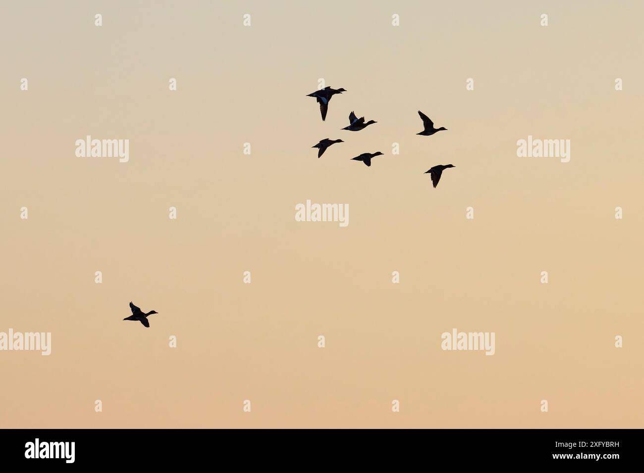 Home for the sea birds hi-res stock photography and images - Alamy