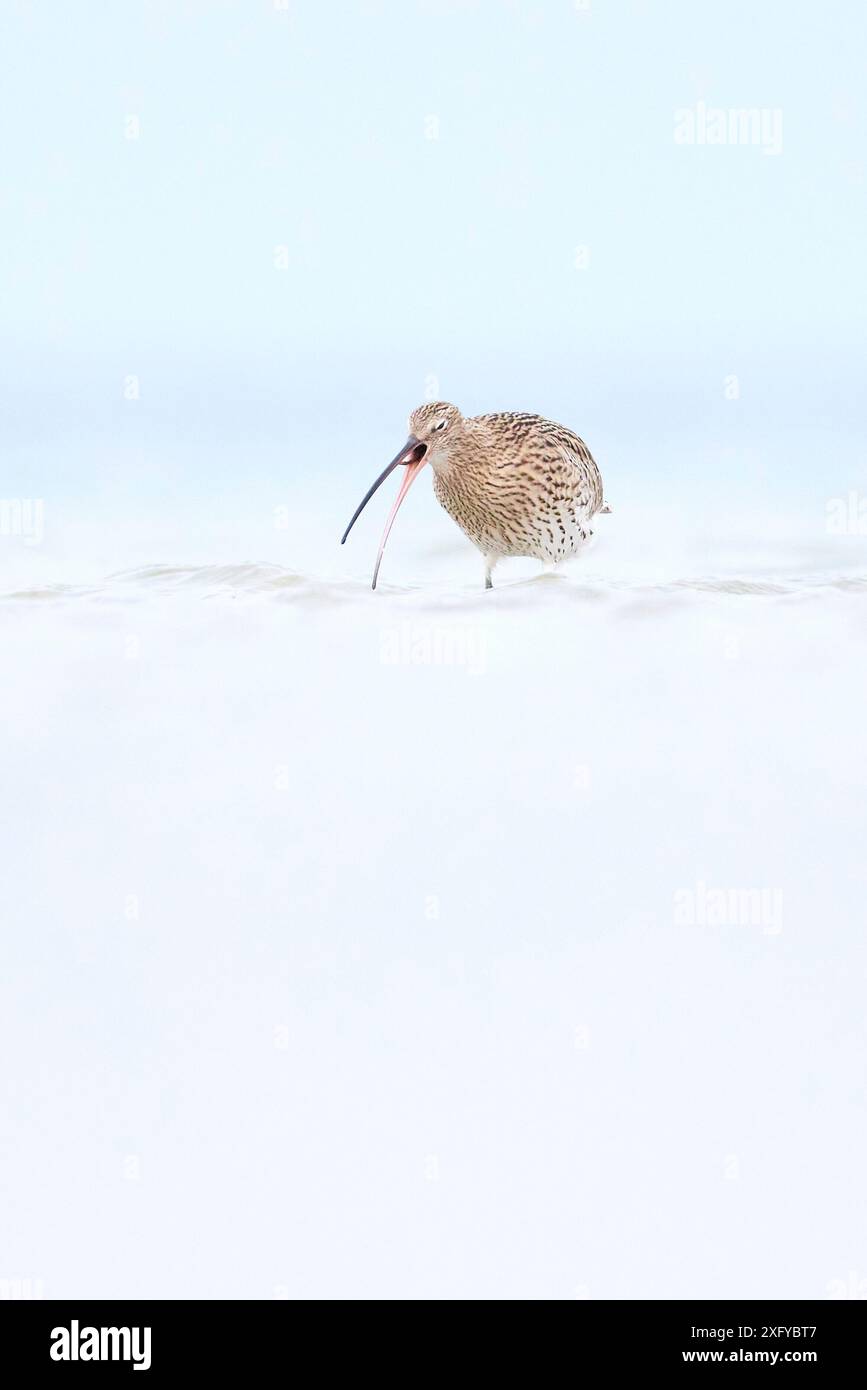 Eurasian curlew, Numenius arquata Stock Photo - Alamy