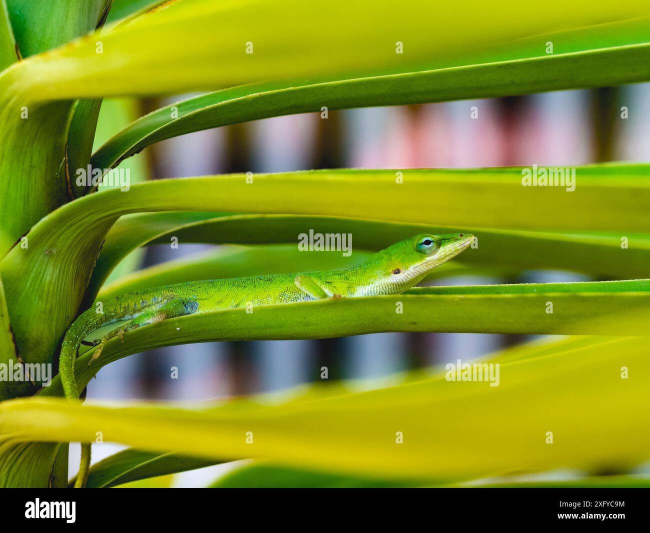 Florida's native green anole, Anolis carolinensis Stock Photo - Alamy