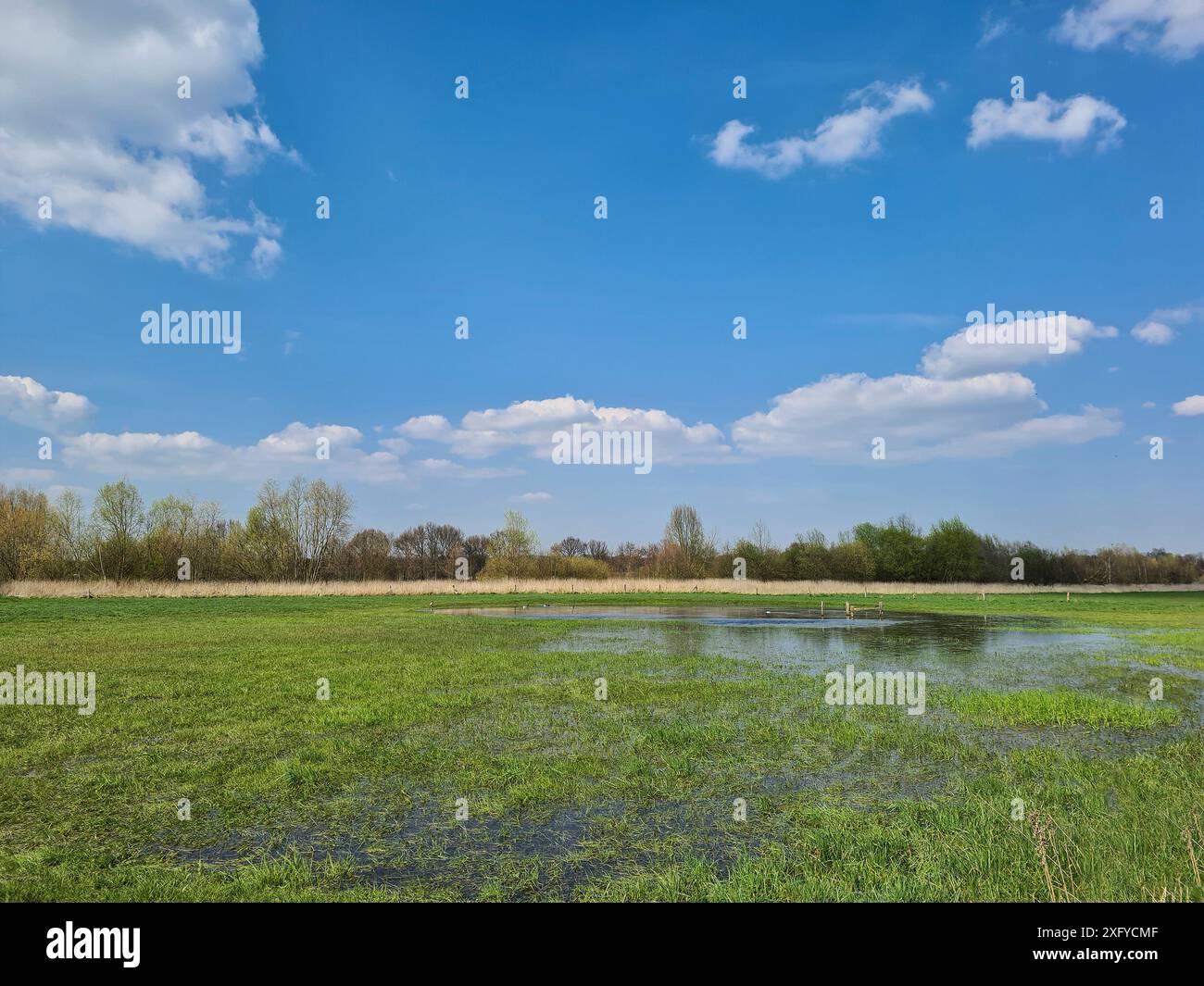 After a heavy rain shower, a green meadow is under water, NRW, Germany ...