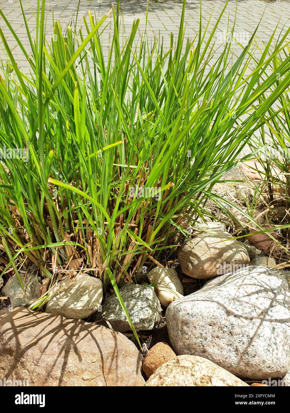 Fresh pampas grass growing in spring between natural stones in a front ...