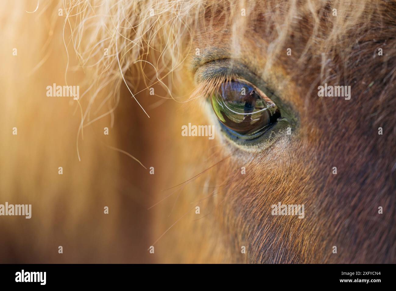 Human pony hi-res stock photography and images - Alamy