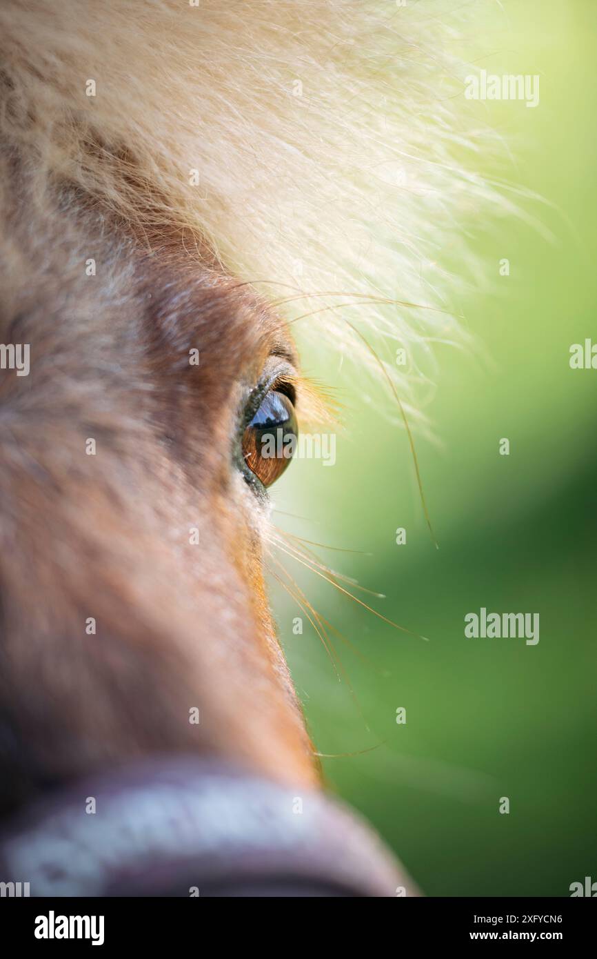 Shetland pony close-up eye and head Stock Photo - Alamy