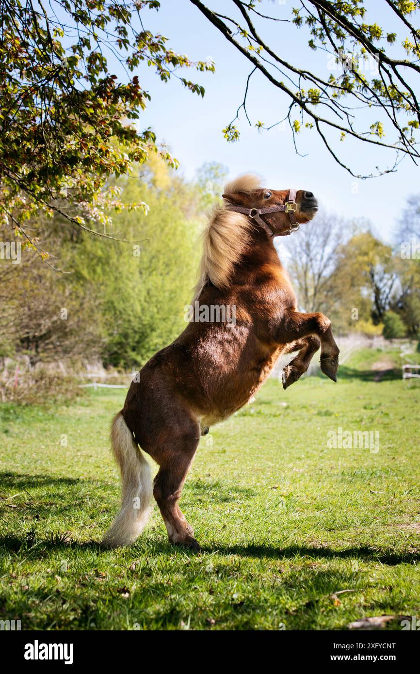 Horse standing on hind legs hi-res stock photography and images - Alamy