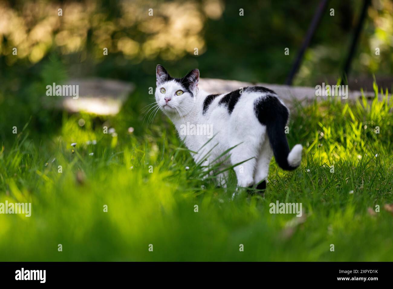 Black cat full body hi-res stock photography and images - Alamy