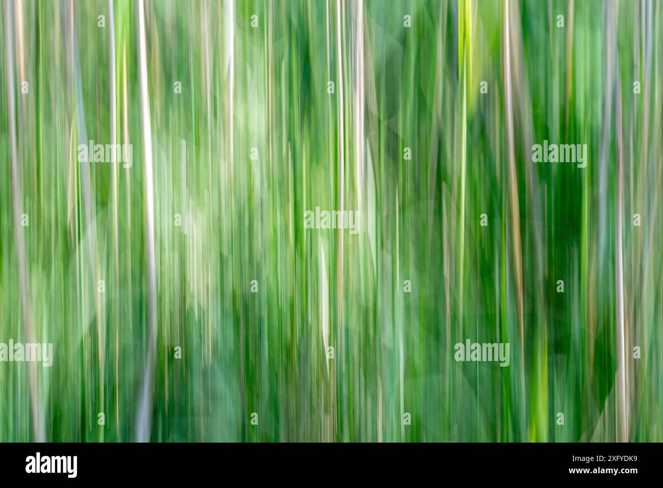 Reeds, reed grass, wiping effect Stock Photo - Alamy