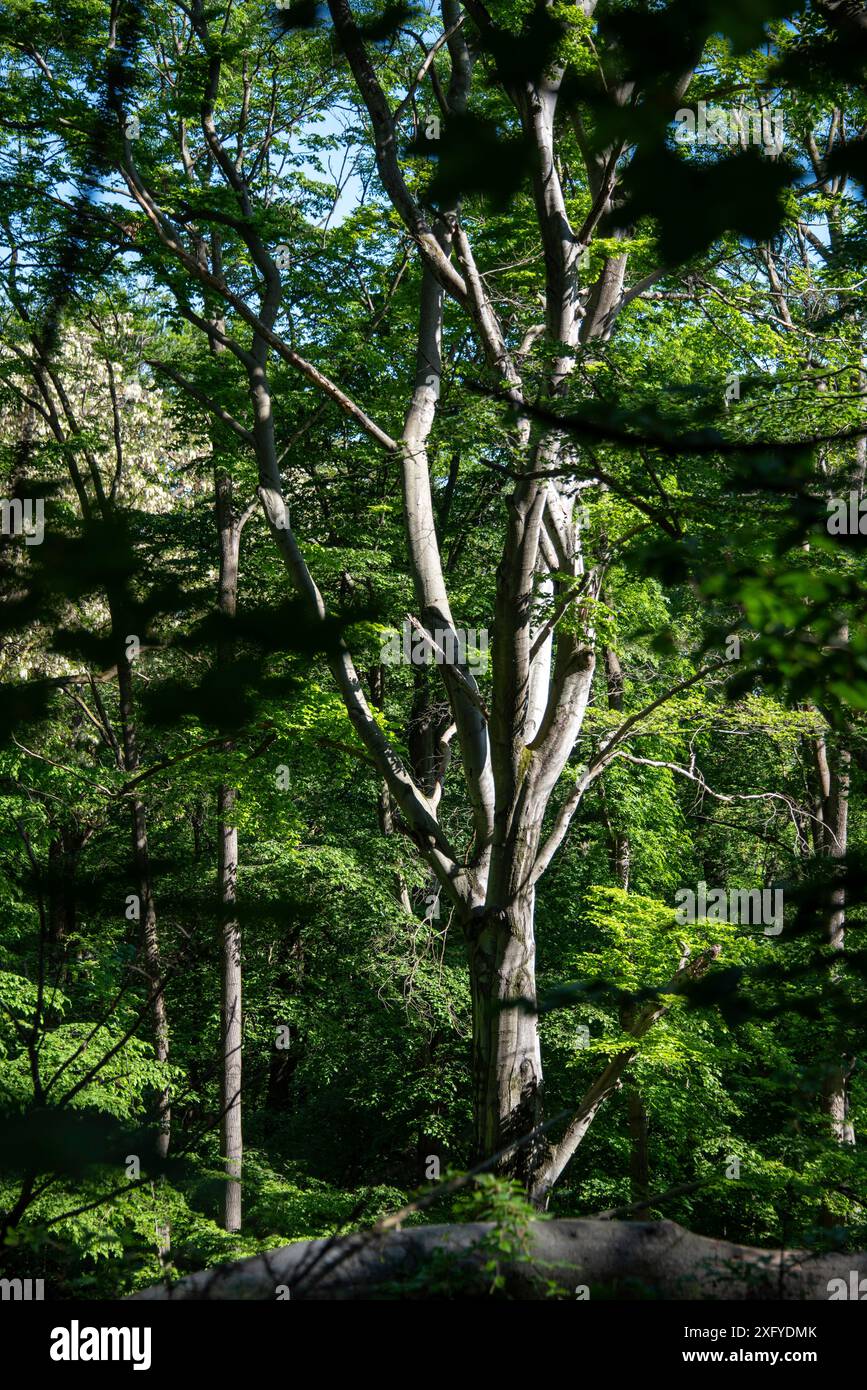 Light-flooded deciduous forest, beech trees, Löbbeckesteig on the ...