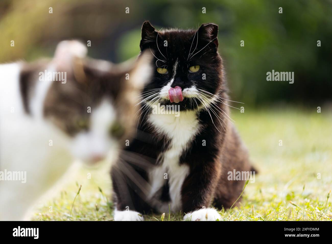 Romping in the garden hi-res stock photography and images - Alamy